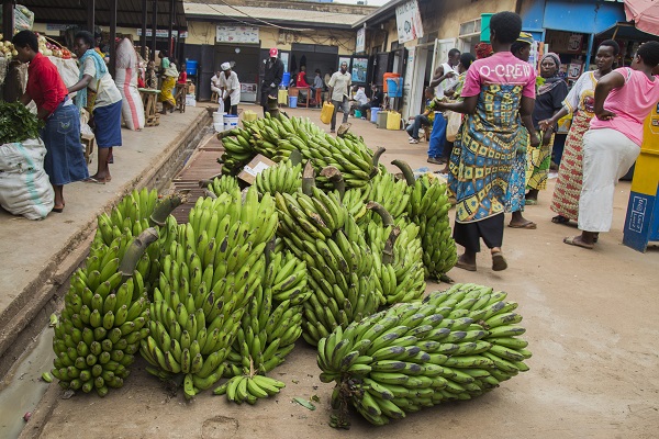 Farmers grapple with low prices of bananas in Kigali - Rwanda Today
