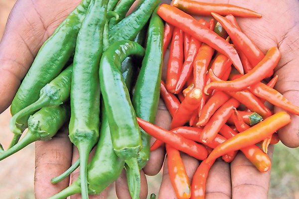 Why you should consume pepper - Rwanda Today