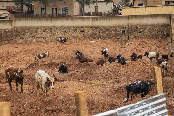 Untapped meat export market in DR Congo - Rwanda Today