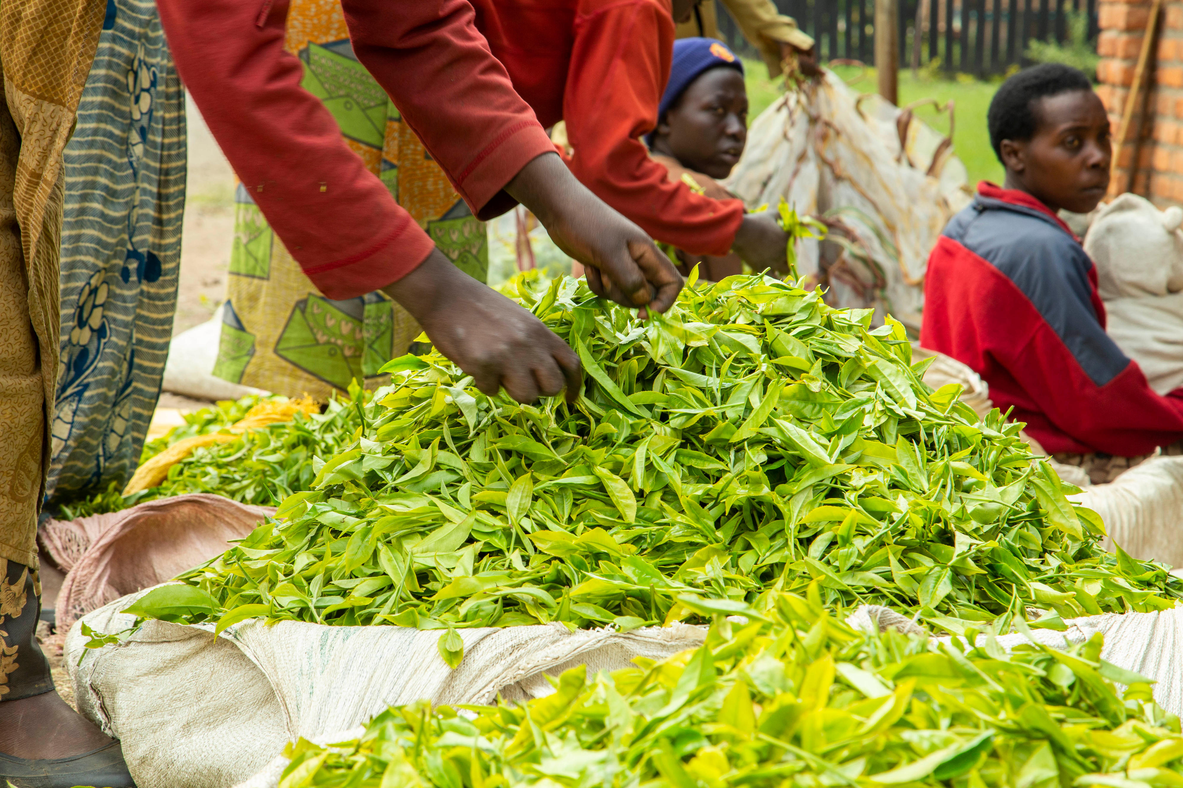 Smallholder farmers take full control of Mulindi tea factory - Rwanda Today