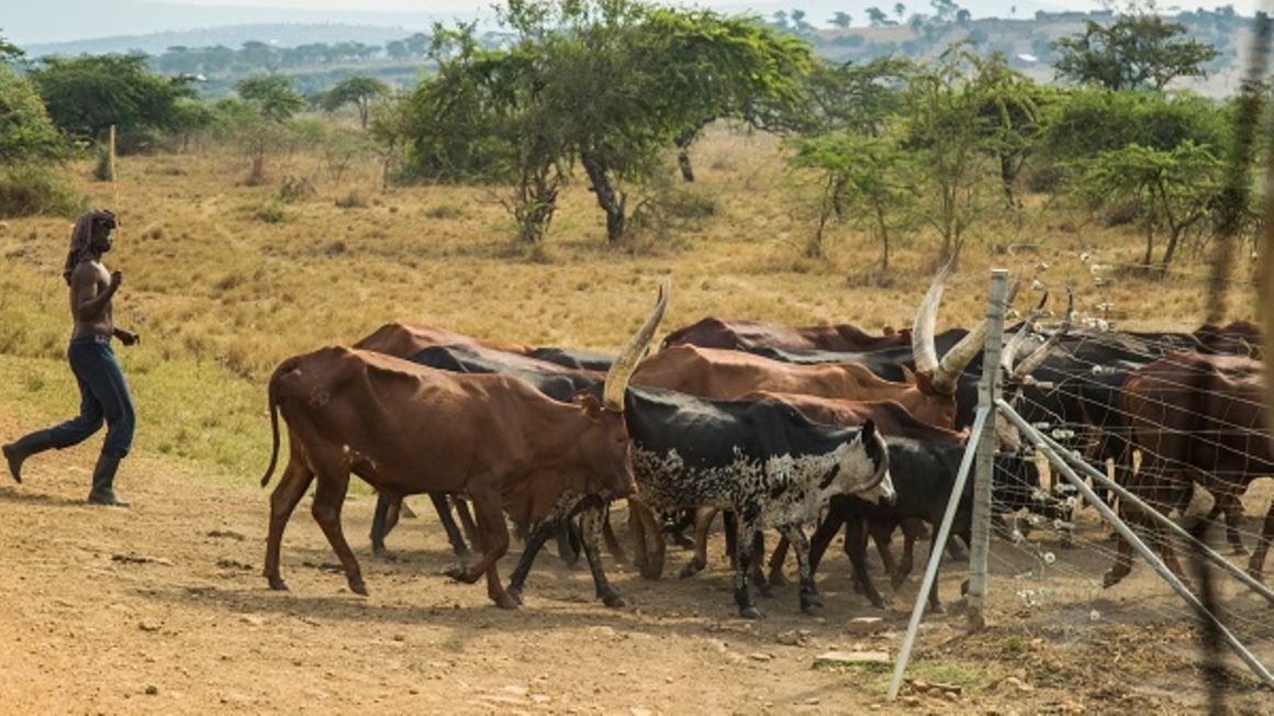 Diseases, drought pose major threat to livestock - Rwanda Today