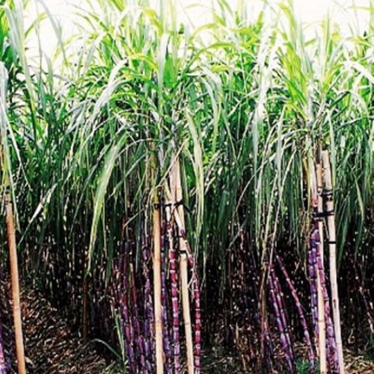 How passion for sugar cane turned into liquor enterprise - Rwanda Today